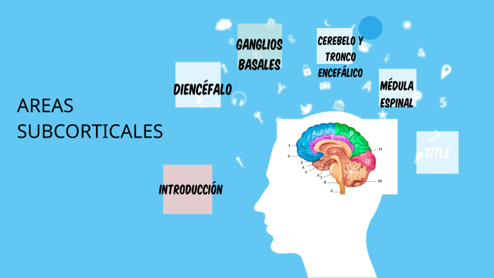 AREAS SUBCORTICALES by Wendis Florez Alvarez on Prezi