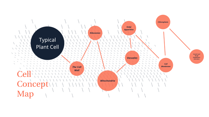 Cell Concept Map by Alec Heflin on Prezi