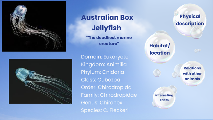 Australian Box Jellyfish by Eli Lord on Prezi