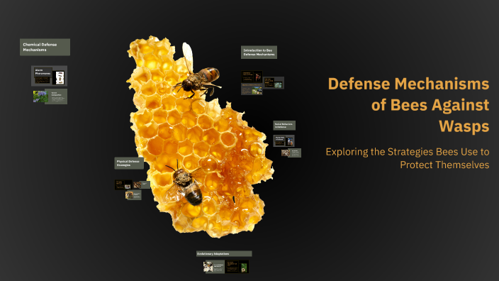 Defense Mechanisms of Bees Against Wasps by Keny Gramajo on Prezi