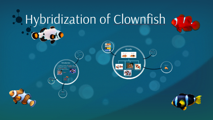 Hybridization of Clown fish by Daniel Tan on Prezi