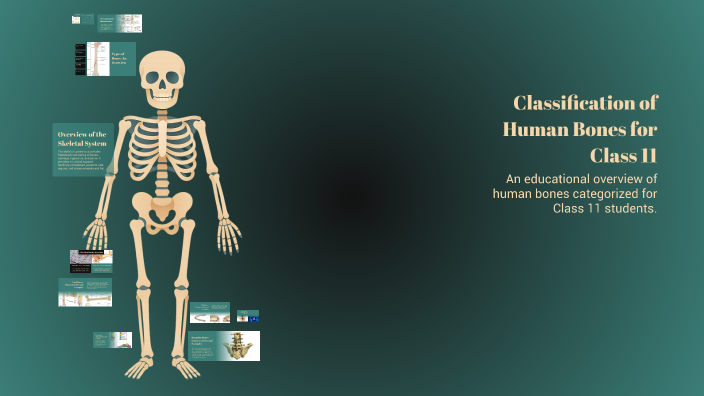 Classification of Human Bones for Class 11 by SIDHU sid on Prezi