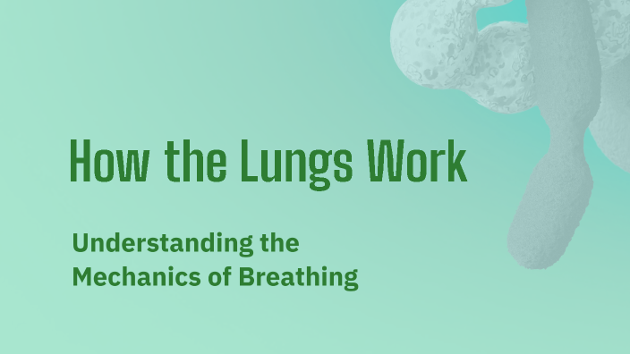 How the Lungs Work by Ashlee Garrett on Prezi