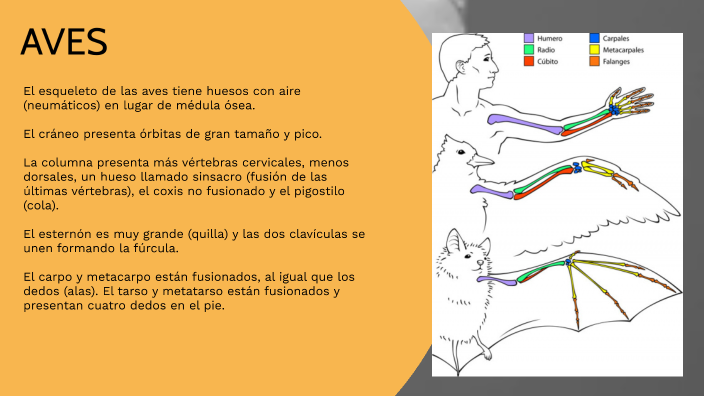 Los huesos-Unidad 2 by ETHAN DUPLEICH VALVERDE on Prezi