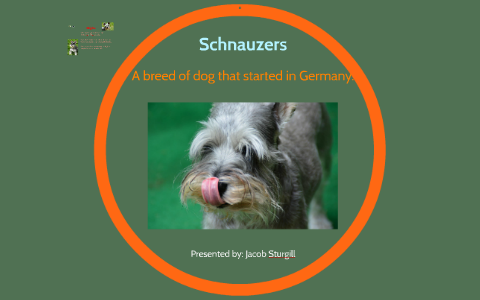 Schnauzers by Jacob Sturgill on Prezi