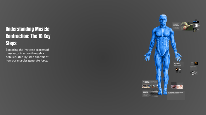 Understanding Muscle Contraction: The 10 Key Steps by J S on Prezi