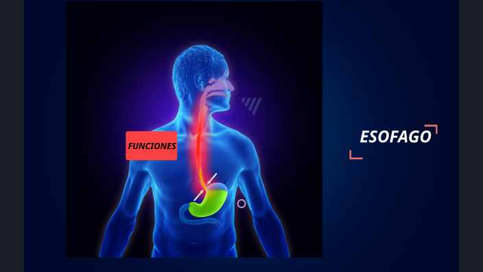 Esofago by EDGAR ALFARO HERNANDEZ on Prezi