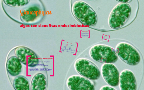 Glaucophyta by Sara Huerta on Prezi