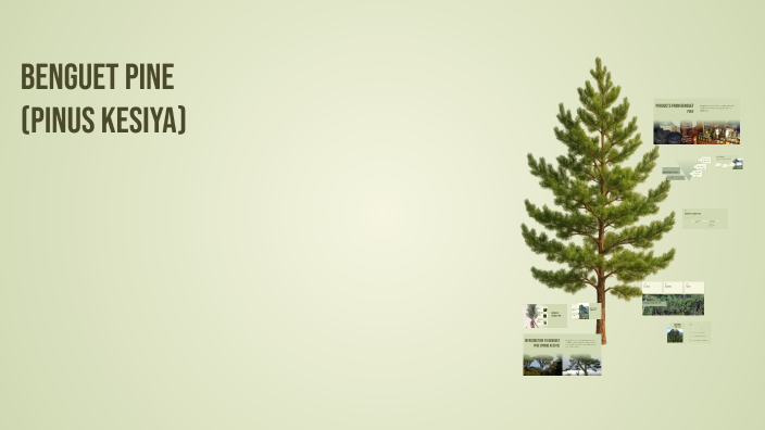 Benguet Pine: The Resin Tree by beiance domingo on Prezi