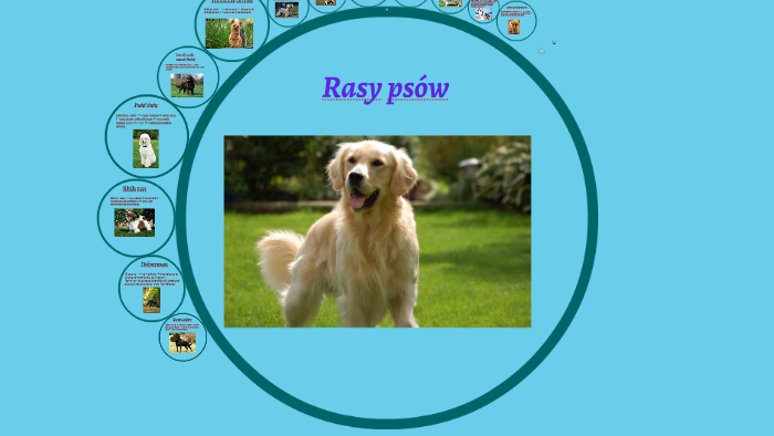 Rasy psów by Mikołaj Zborowski on Prezi