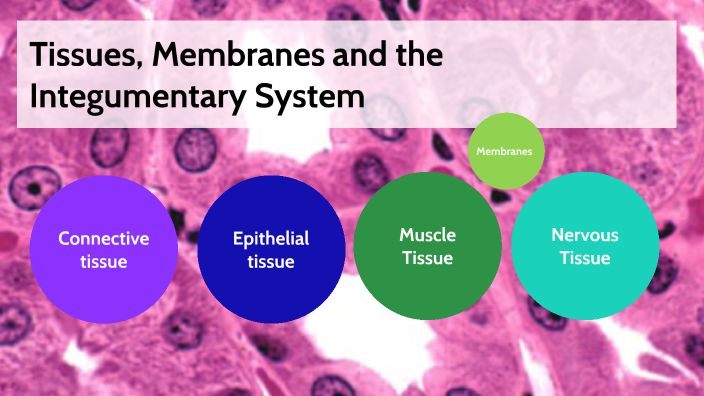 Tissues, Membranes, and the Integumentary System by Natalie Southard on ...