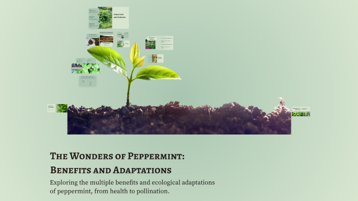 The Wonders of Peppermint: Benefits and Adaptations by Darryl Franklin ...
