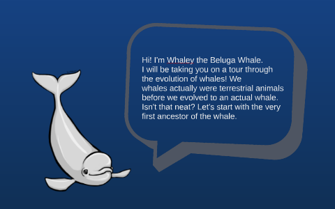 Beluga Whale evolution project by Grace ... on Prezi