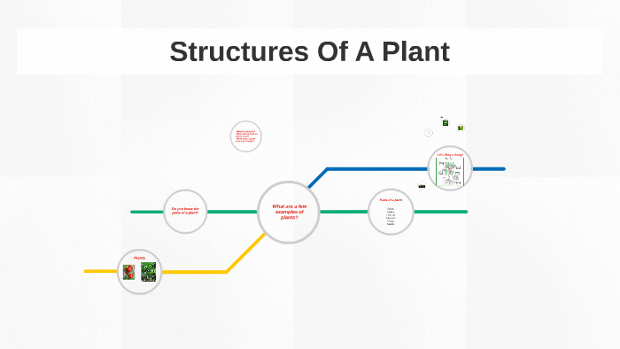 Structures Of A Plant by Emily Folland on Prezi