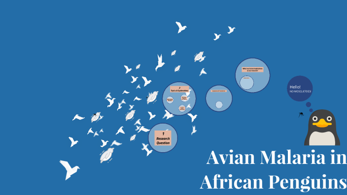 Avian Malaria Presentation by Ada Breker on Prezi