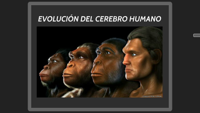 EVOLUCIÓN DEL CEREBRO HUMANO by Franco Tur