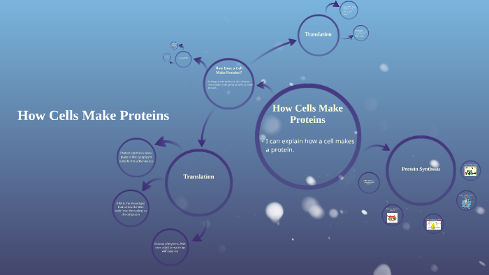How Cells Make Proteins by Steven Strothman on Prezi