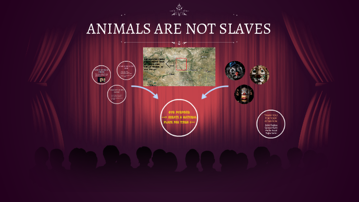 ANIMALS ARE NOT SLAVES by melike kocak on Prezi