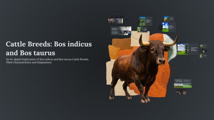 Cattle Breeds: Bos indicus and Bos taurus by Ashleigh Lower on Prezi
