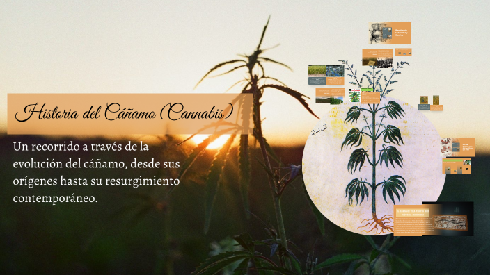 Historia Del Cáñamo Cannabis By Valentina Ocoro Rodriguez On Prezi