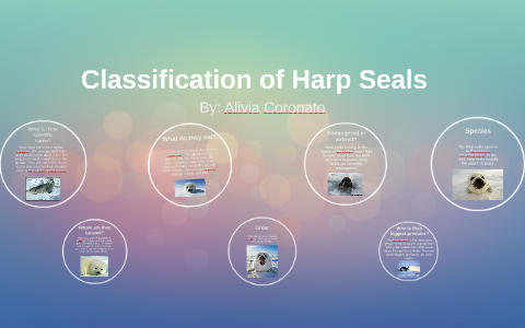 Classification of Harp Seals by Alivia Coronato on Prezi
