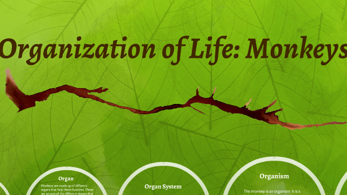 Organization of Life: Monkeys by Viraj Vaghela on Prezi
