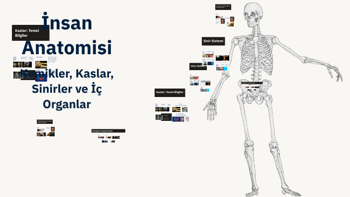 İnsan Anatomisi by Işın Gedik on Prezi