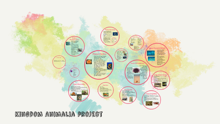 Kingdom Animalia project by Tami Kim on Prezi