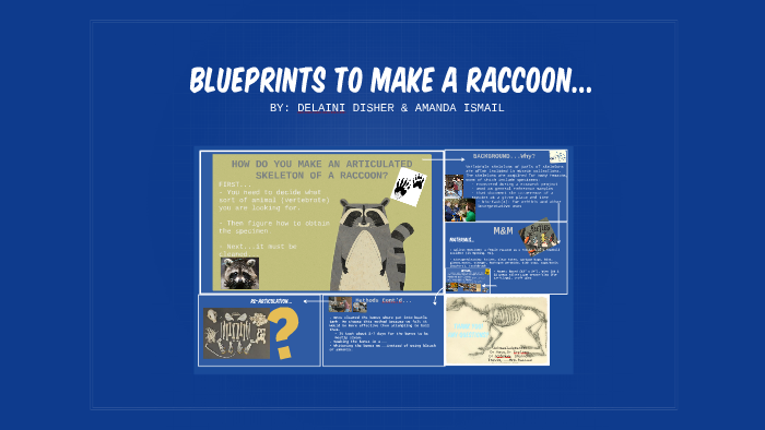 Blueprint: Raccoon... by on Prezi
