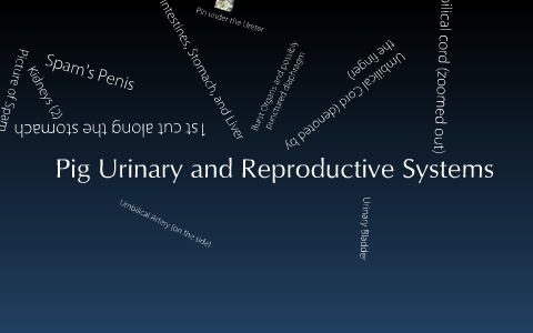 Pig Reproductive and Urinary Systems by Josh MacArthur on Prezi