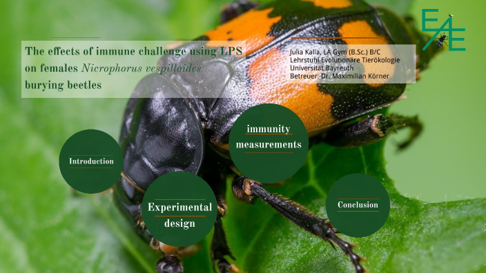 The effects of immune challenge using LPS on females Nicrophorus ...