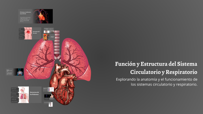 Función y Estructura del Sistema Circulatorio y Respiratorio by ...