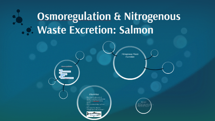 Osmoregulation & Nitrogenous Waste Excretion: Salmon by Juan Segovia on ...