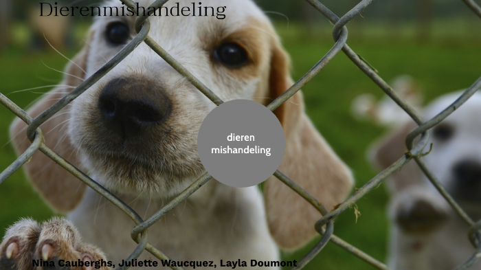 dierenmishandeling by Layla Doumont on Prezi