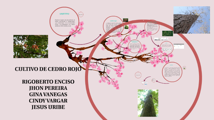 CEDRO ROSADO by on Prezi