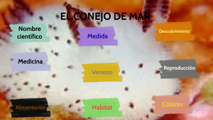 conejo de mar by Pol Domingo on Prezi