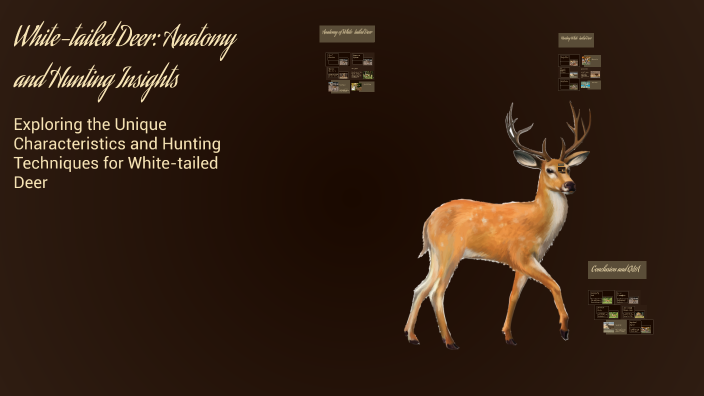 White-tailed Deer: Anatomy and Hunting Insights by Carter W Smith on Prezi