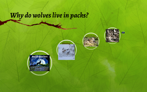 Why do wolves live in packs? by elizabeth peeples on Prezi