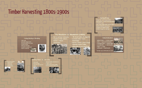 Timber Harvesting 1800s-1900s by Connor Wimett on Prezi