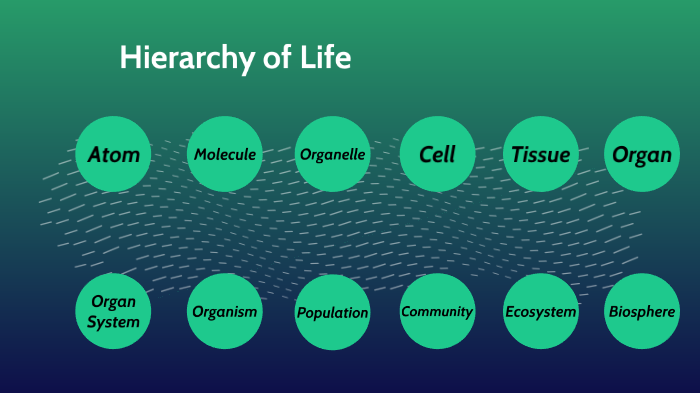 Hierarchy of Life by Hunter Holm on Prezi