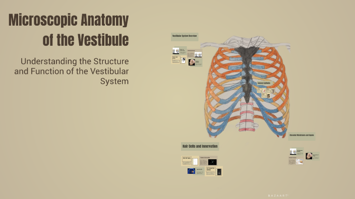 Microscopic Anatomy of the Vestibule by Vijay Kumar on Prezi