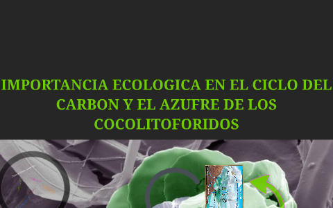 COCOLIFORIDOS by Maria Alejandra Medina Arias on Prezi