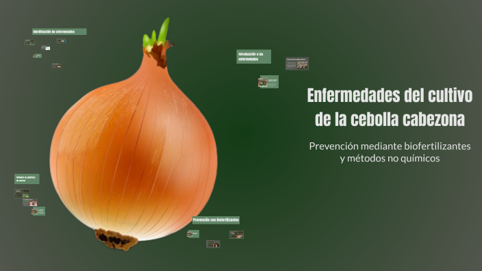 Enfermedades del cultivo de la cebolla cabezona by Erick Daniel on Prezi