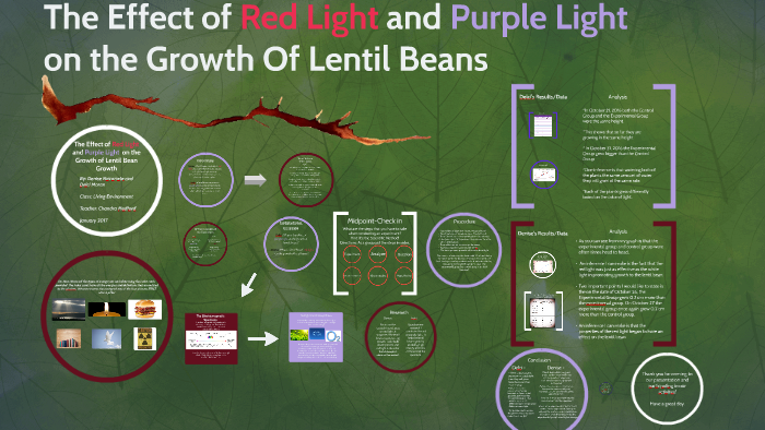 The Effect of Red Light and Purple Light on the Growth Of Lentil Beans ...