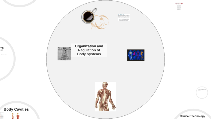 Chapter 6 Organization of the Human Body by Edward Catherina on Prezi