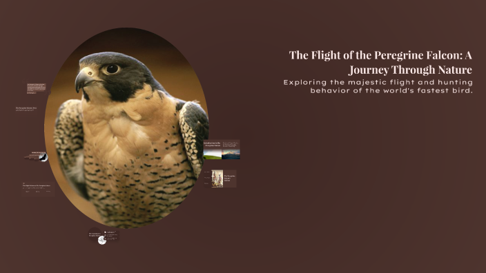 The Flight of the Peregrine Falcon: A Journey Through Nature by ...