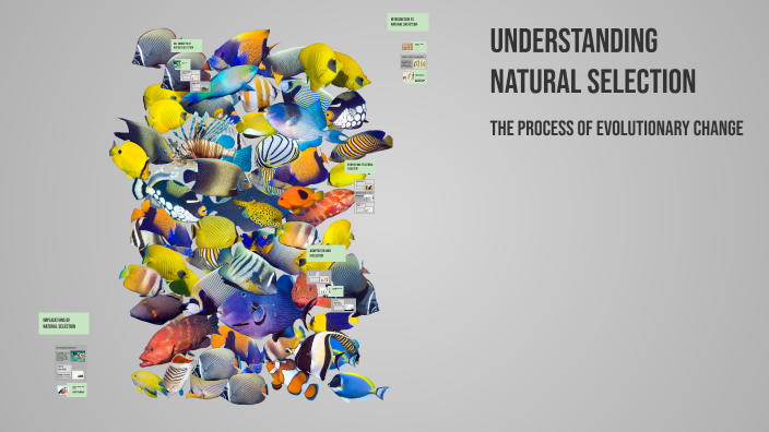 Understanding Natural Selection by juan de dios velazquez gastelum on Prezi