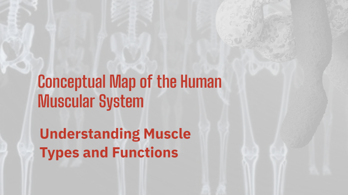 Conceptual Map of the Human Muscular System by Ana Nogueira on Prezi