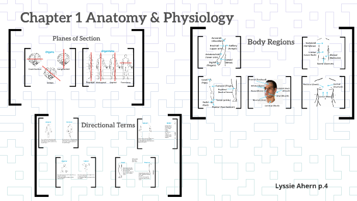 Anatomy Chapter 1 portfolio by Lyssie Ahern on Prezi