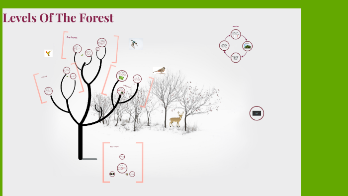 Levels Of The Forest by Belle Li on Prezi